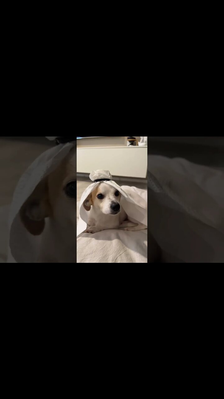Dog dressed in Qatar culture to watch Fifa World Cup 2022