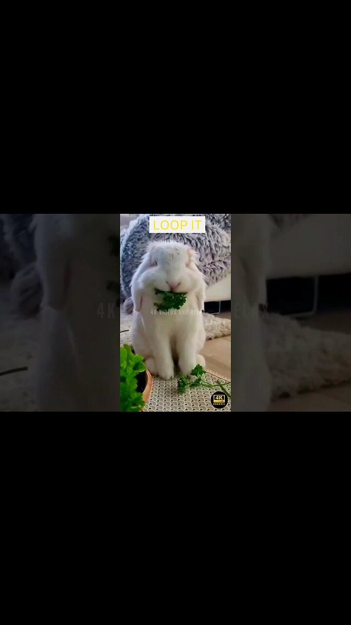 4K Rabbit Animal Ultra HD - rabbit | ultimate wild animals collection ...