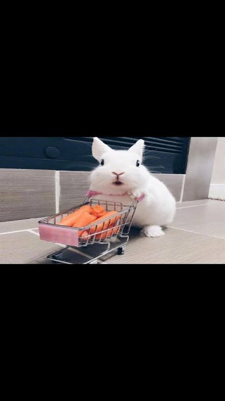 Cute Rabbit Complication