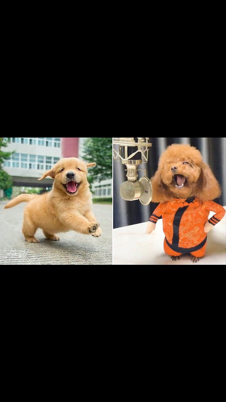 Funny Animal Video Dog fail Ultimate Baby Dogs Cute and Funny Dog #dogs ...