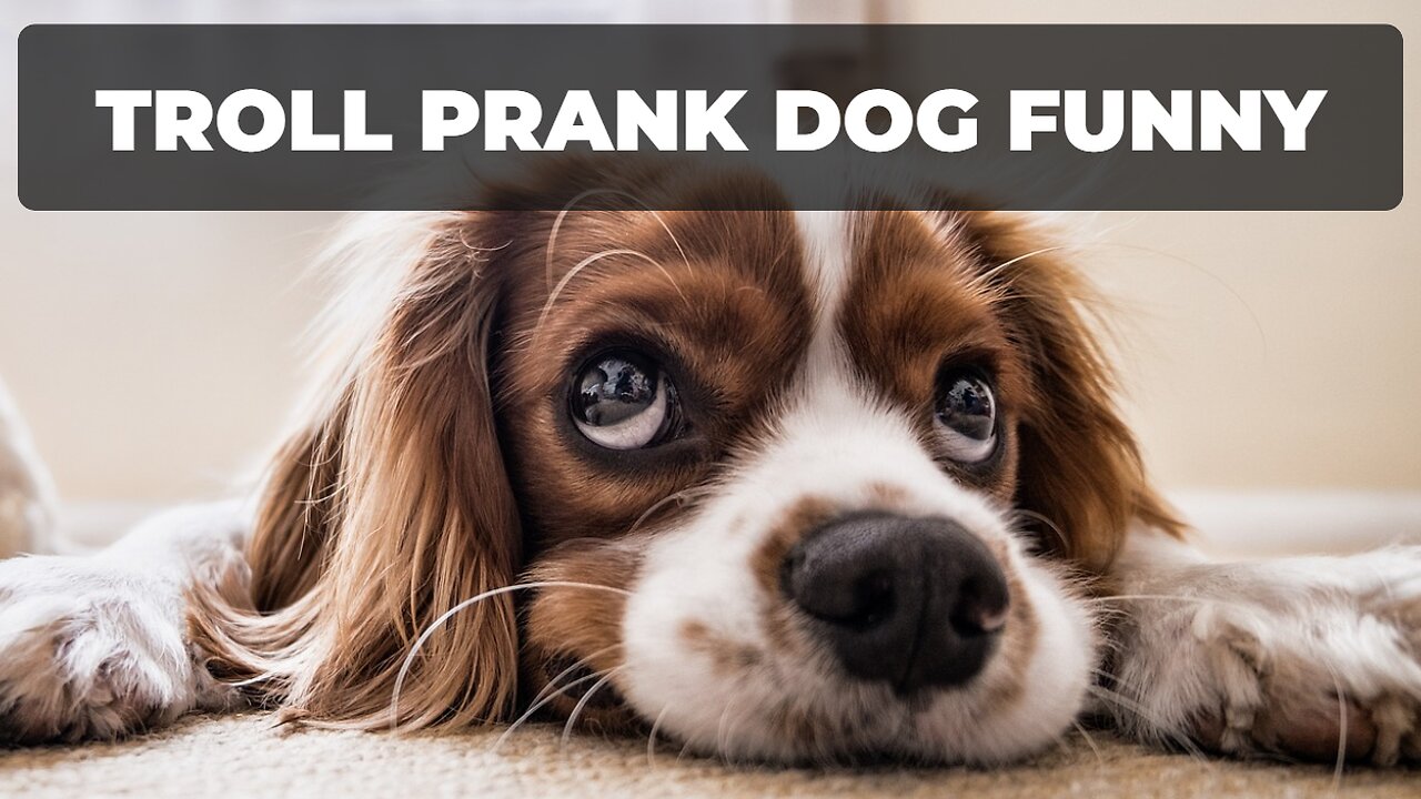 Troll Prank Dog Funny & fake Lion and Fake Tiger Prank To dog & Huge ...