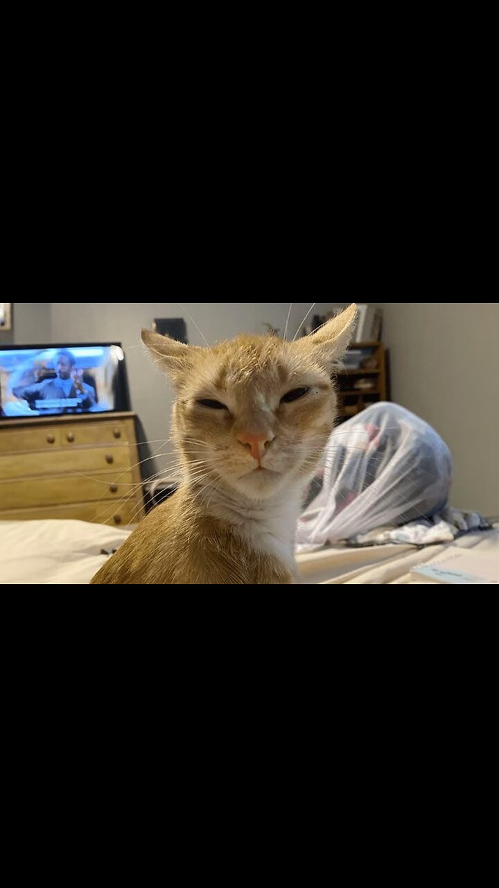 The Most DRAMATIC CATS are here! 😂 Funny Cat Videos of 2024 😹