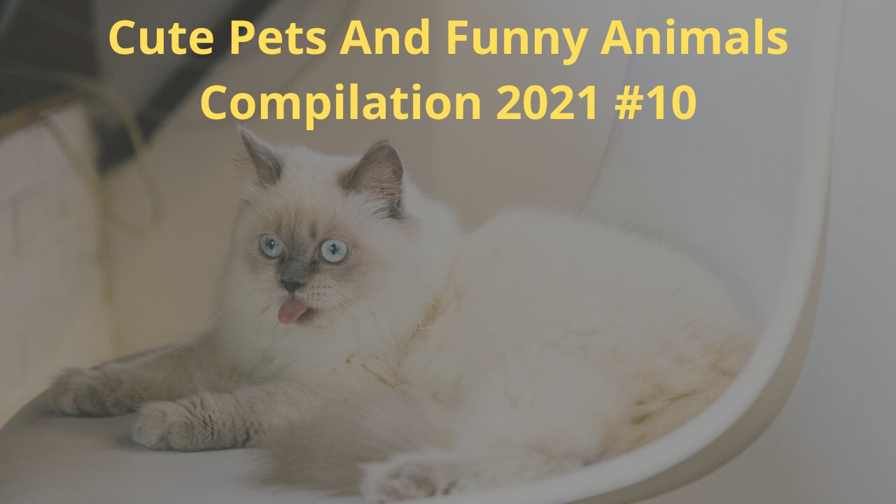 Cute Pets And Funny Animals Compilation 2021 #10