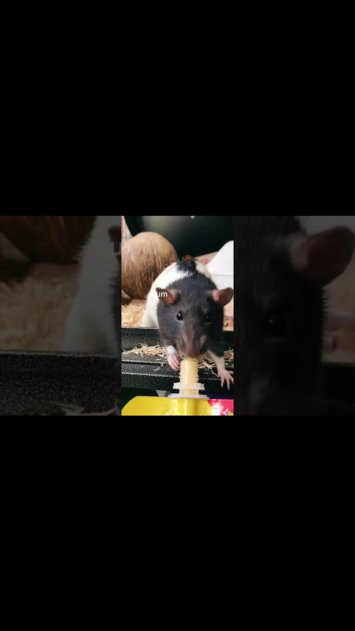 Meet Your New Tiny Friends: Pet Mice! #shorts