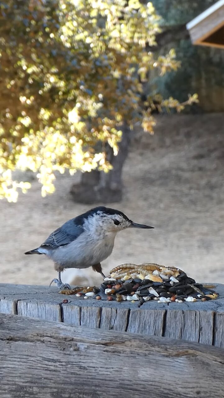 White-breasted Nuthatch🐦Woodshed Buffet