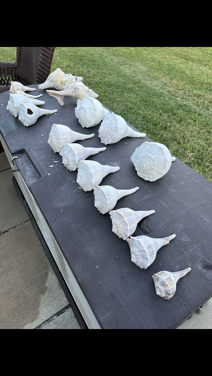 Dipping Huge Sea Shells In Acid Magic! | 4K