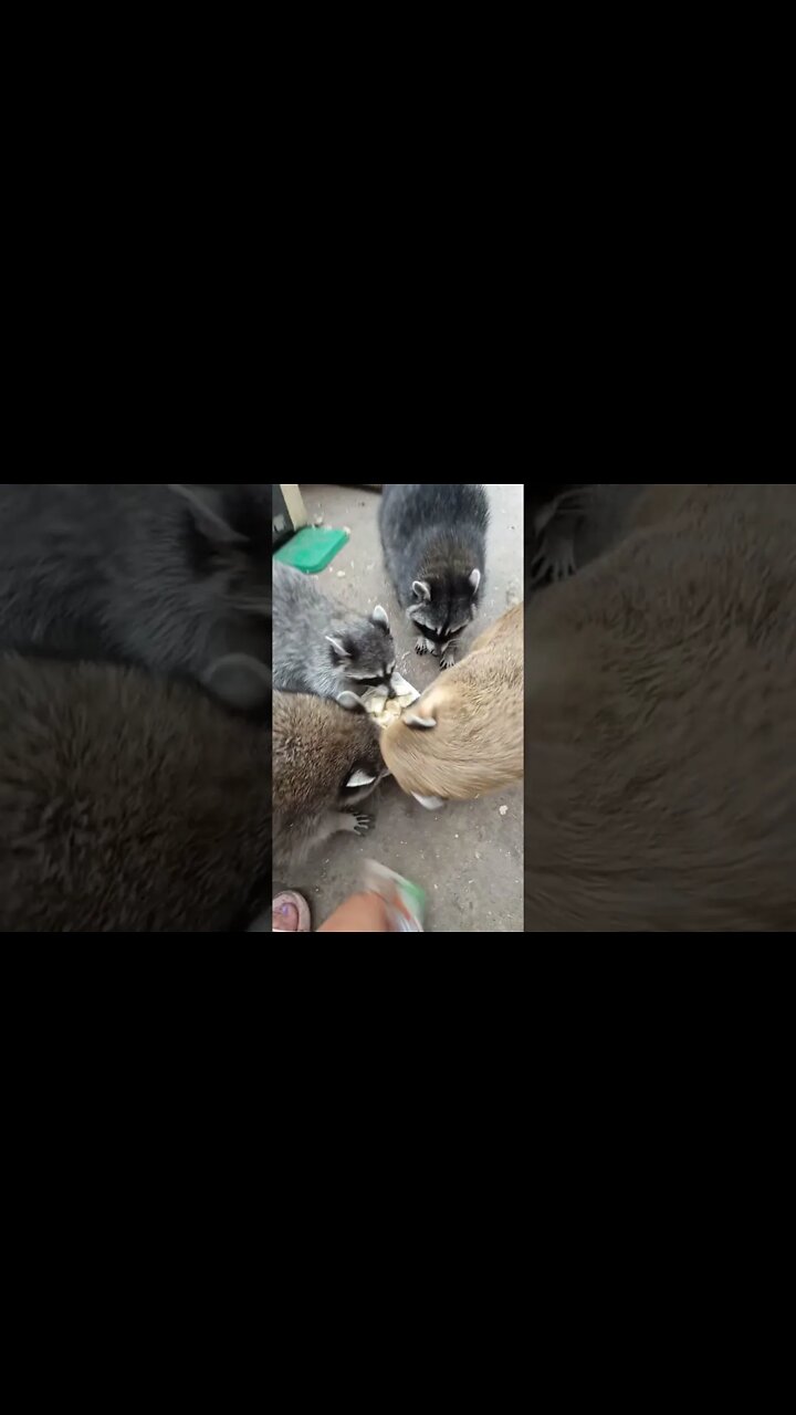 #shorts Смешные Еноты Из Тик Ток 4 Funny Tik Tok Raccoons