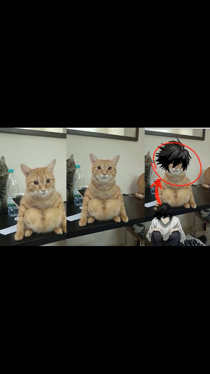 Death note 💀☠️ Cat video 😻 Funny cat moments 😂😆 ️