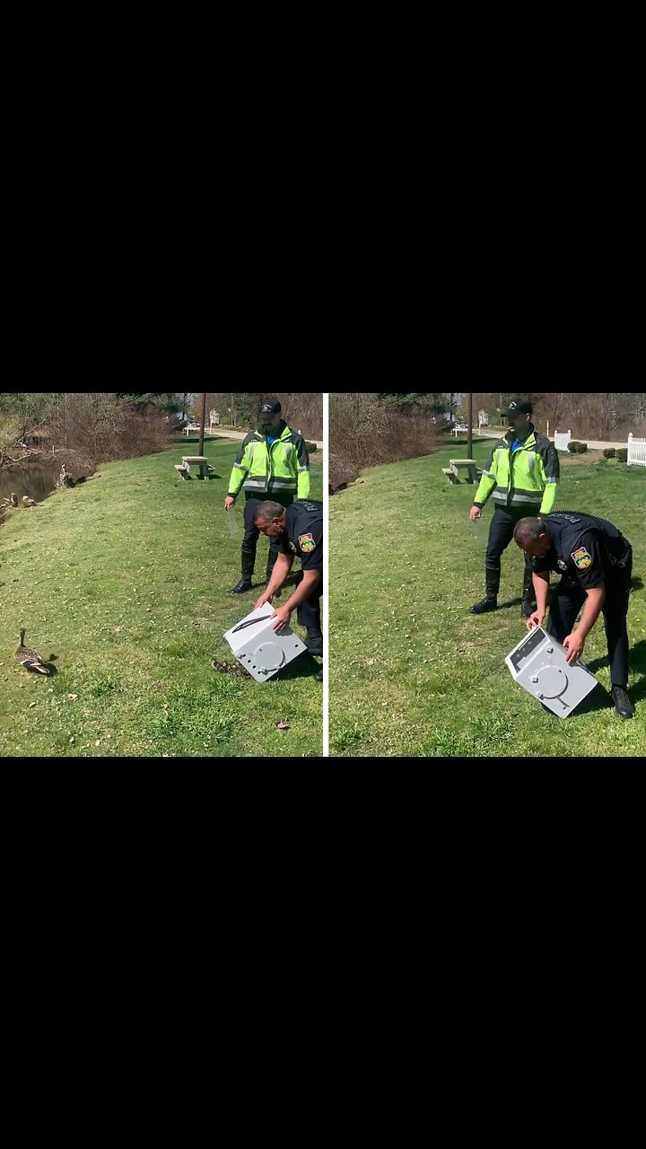 Police rescue 13 ducks from a parking lot
