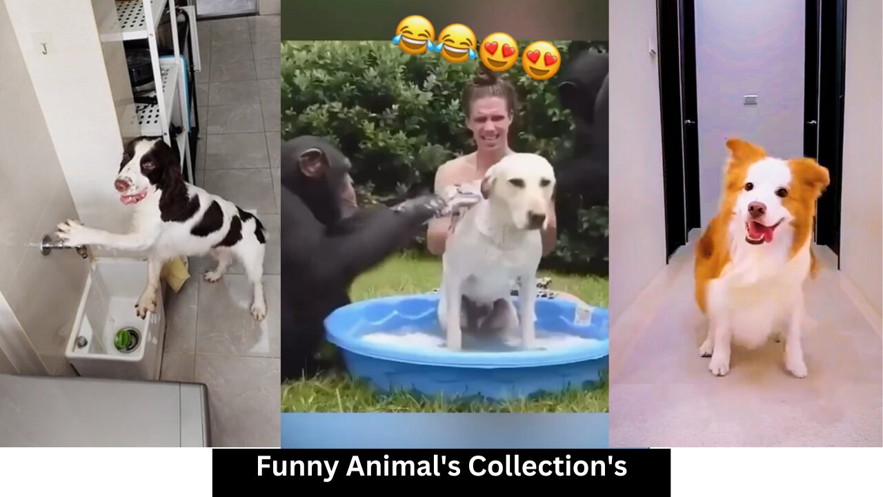 "Outrageously Funny Animal Moments You Can't Miss"