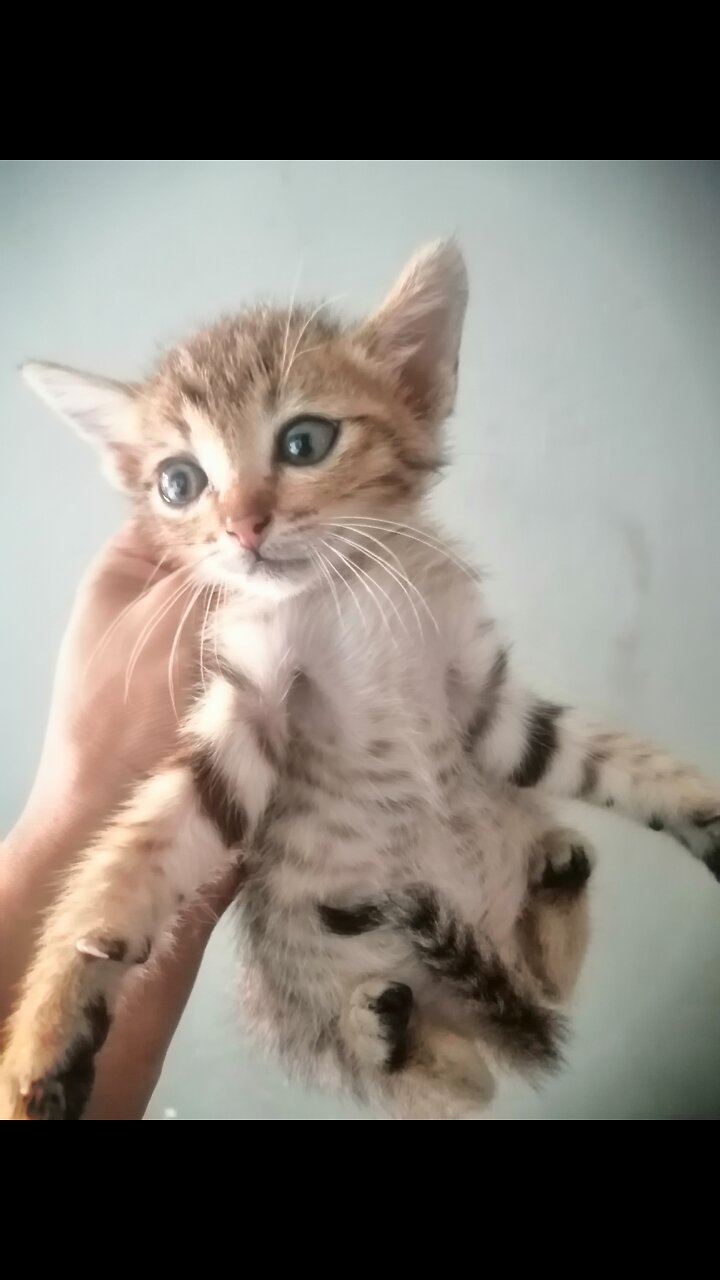 MONYET INI CURI HP TUKAR MAKANAN