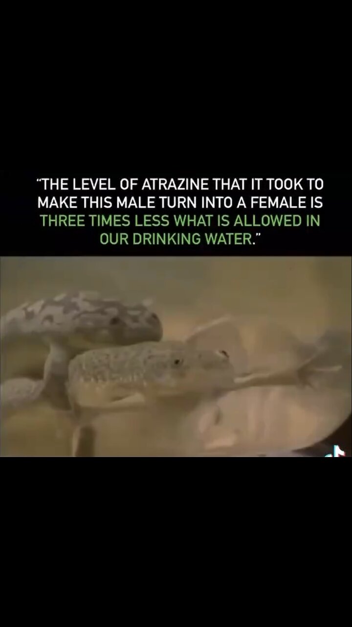 MALE FROGS TURN INTO FEMALE FROGS🙈🐸💦🐸DUE TO HIGH LEVELS OF ATRAZINE IN ...