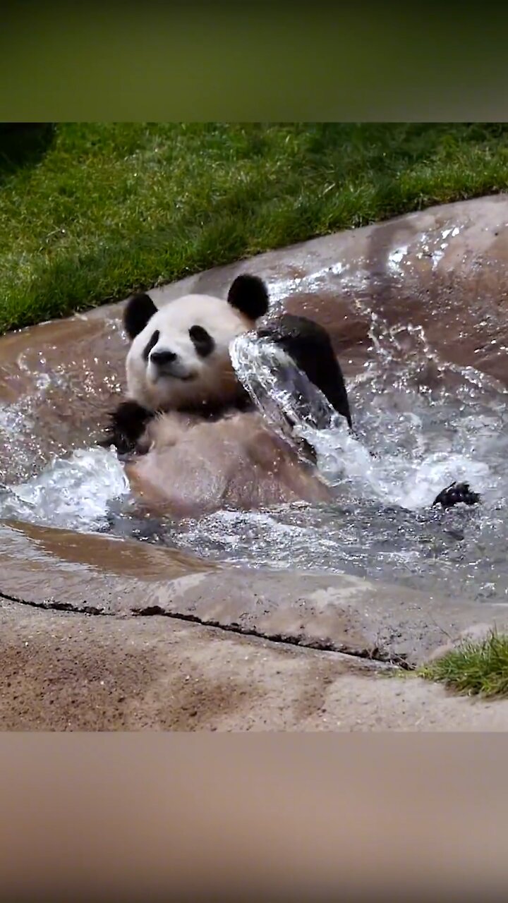 Have you ever seen a panda take a bath