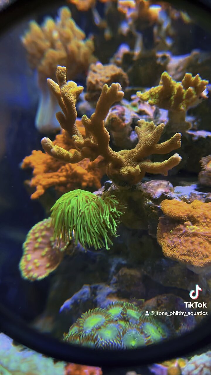 Redsea reefer and lowboy reef aquarium