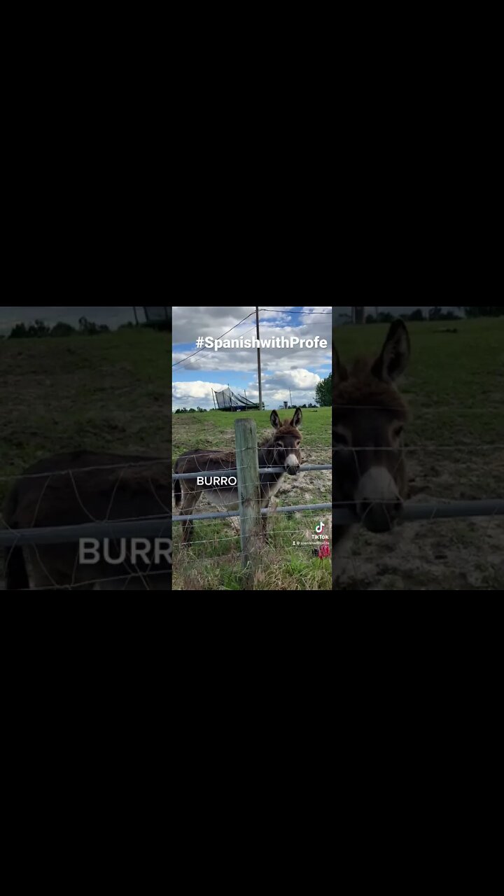 Farm Animals. Vocabulary how to say Donkey in Spanish. Burro # ...