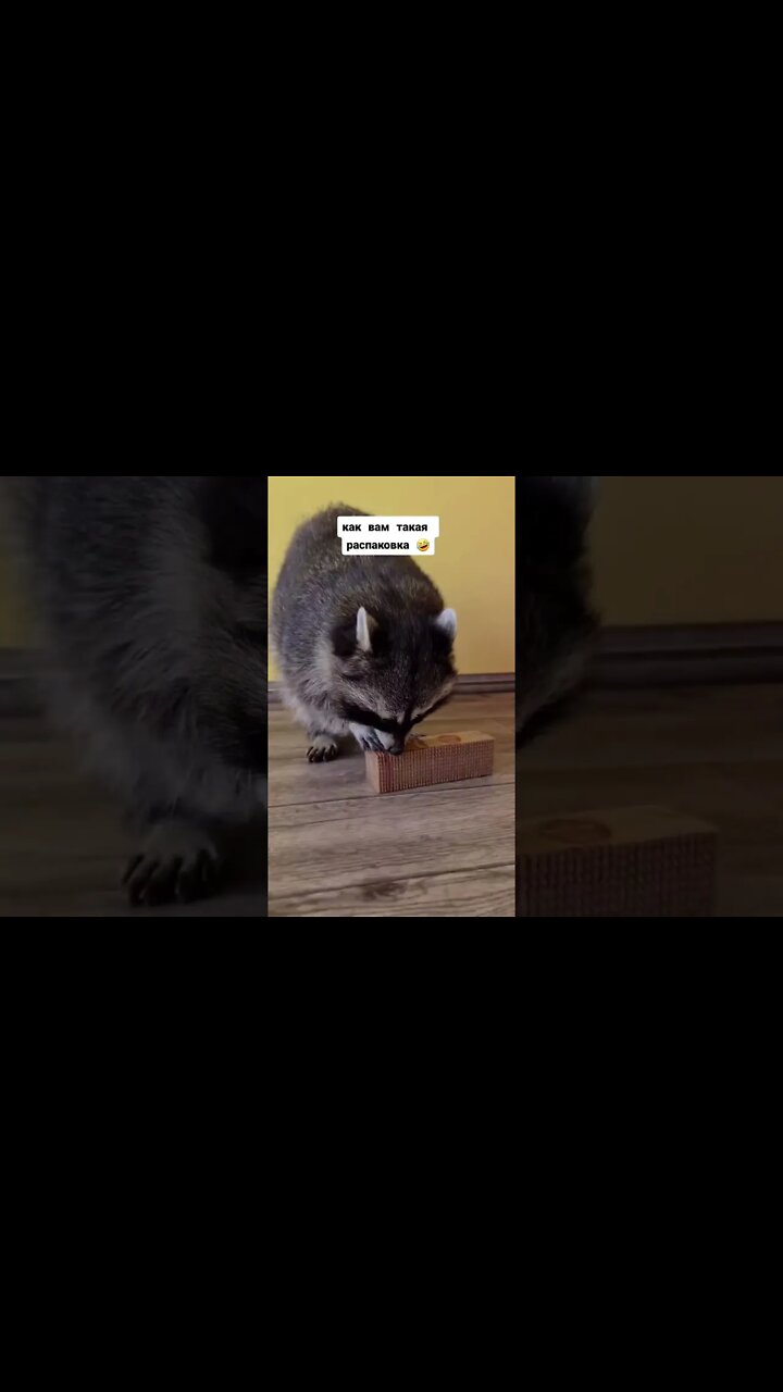 #shorts Смешные Еноты Из Тик Ток 1 Funny Tik Tok Raccoons
