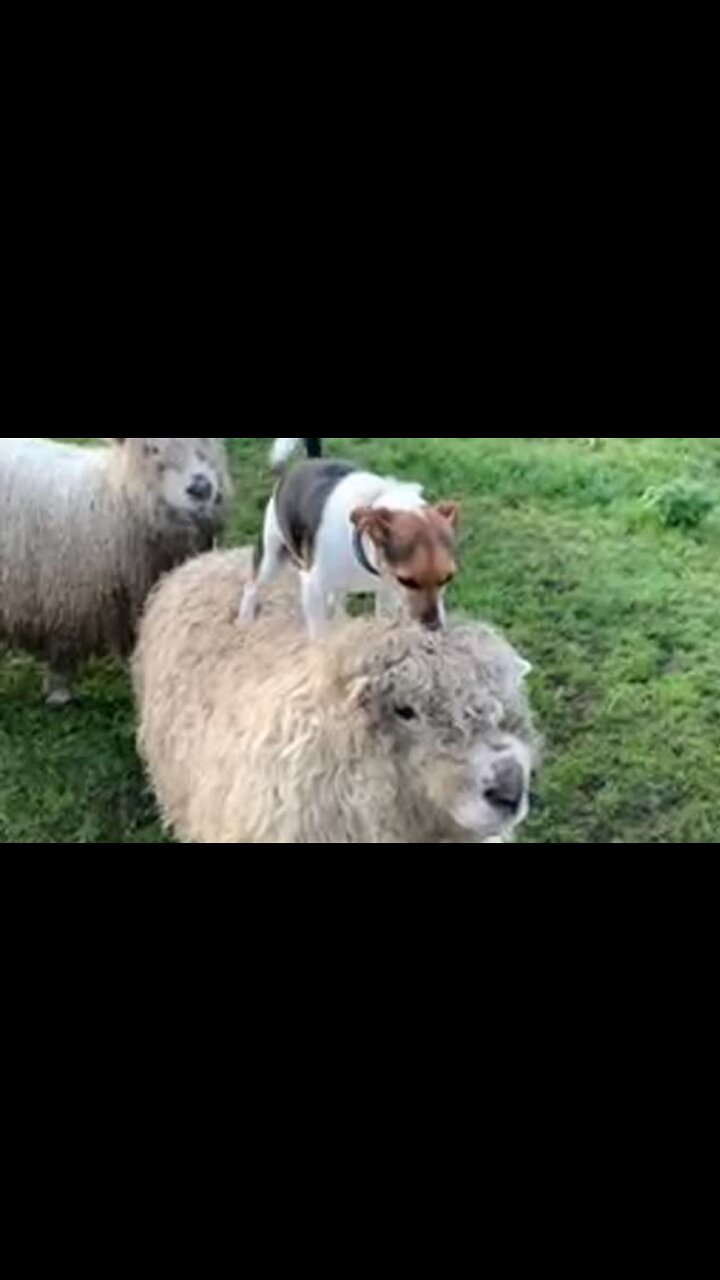Dog Decides To Jump On Top Of Sheep, Shows Off Balance Skills