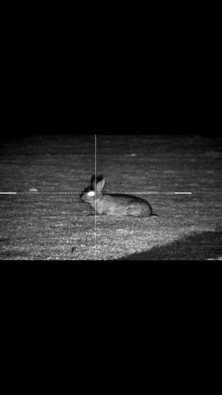 Rabbit Control Duties with my 22cal FX Impact M3 & PARD DS35 Scope Combo