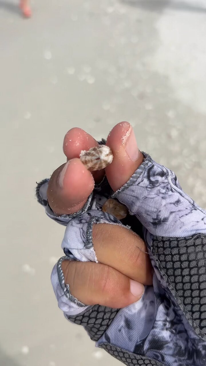 Livestream Highlights - Limpet & Dolphin!