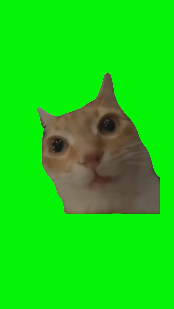 Ginger Cat Stare | Green Screen