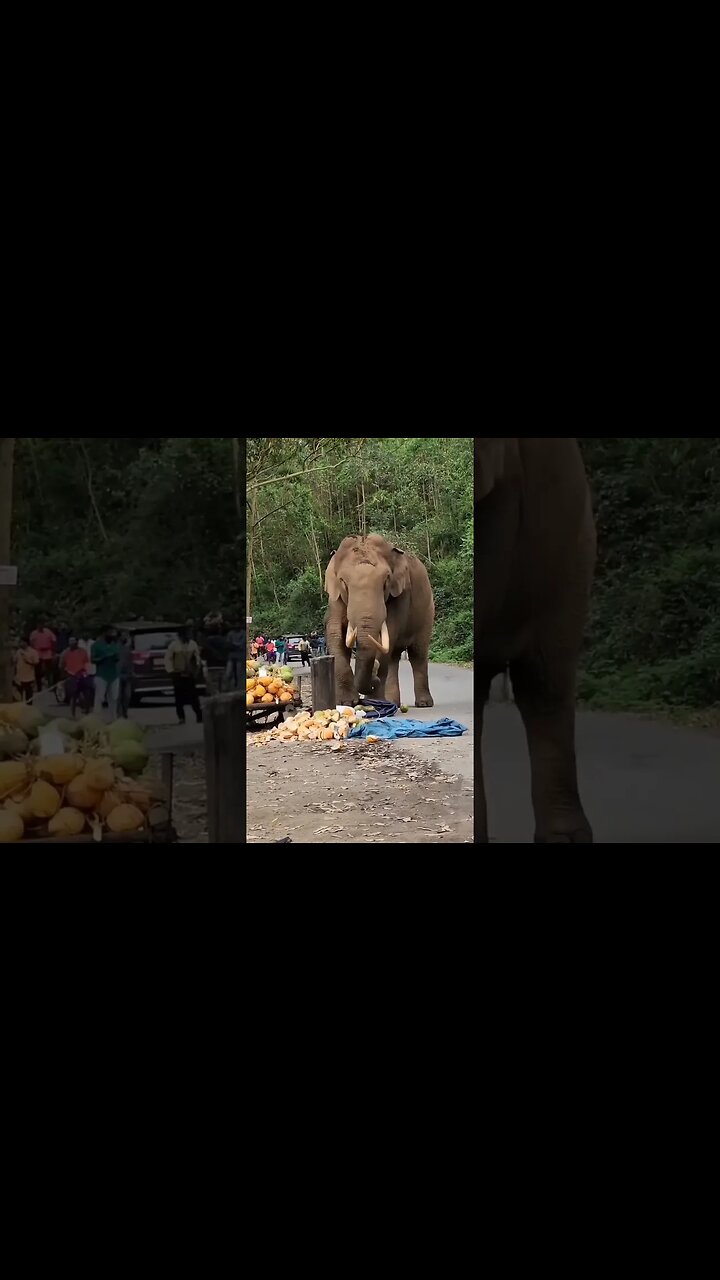 Hathi raja | hathi raja kahan chale #hathiraja #short #youtubeshorts