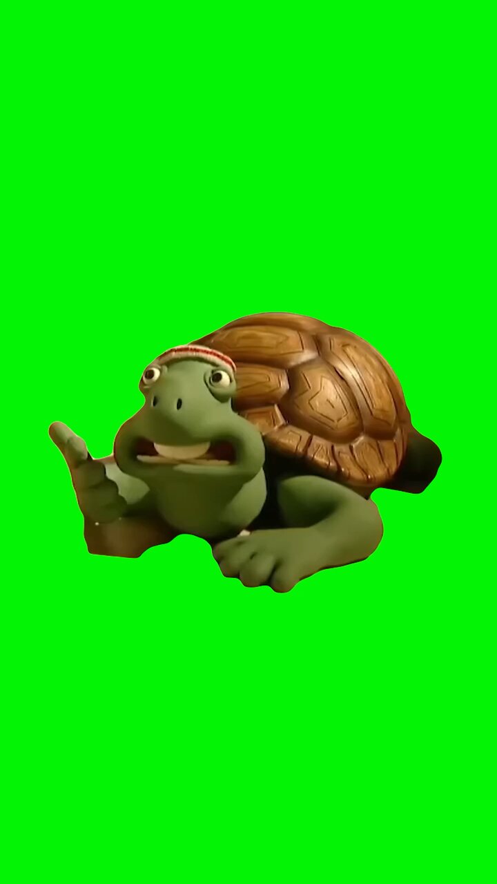 Thinking Turtle | Green Screen