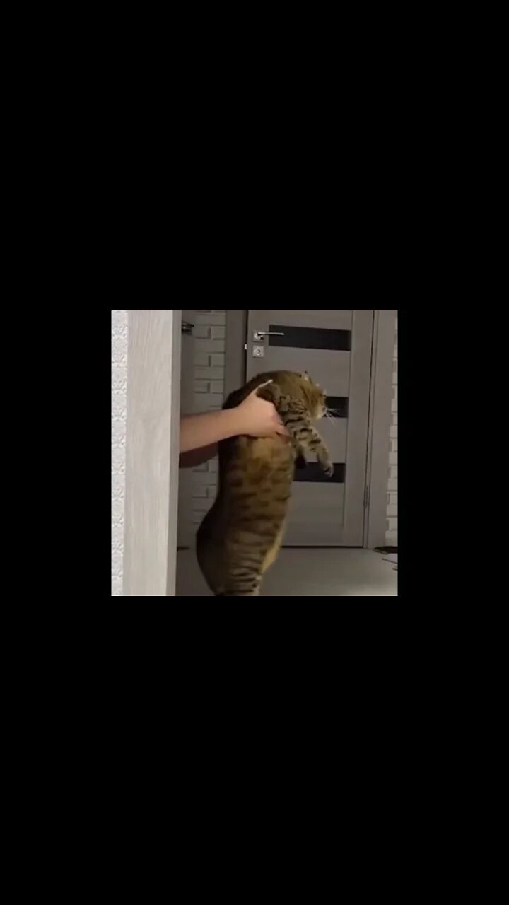 os animais muito engracados