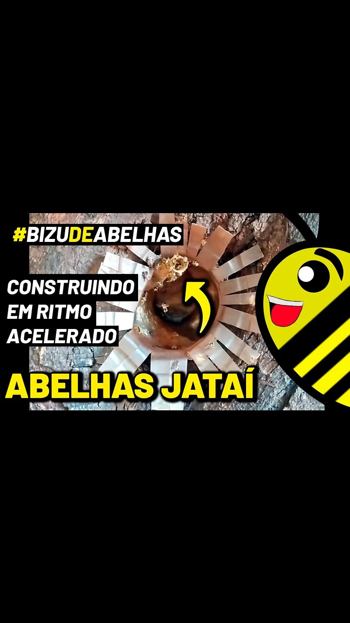 ABELHAS JATAÍ CONSTRUINDO O PITO DE ENTRADA DA NOVA COLÔNIA | #shorts