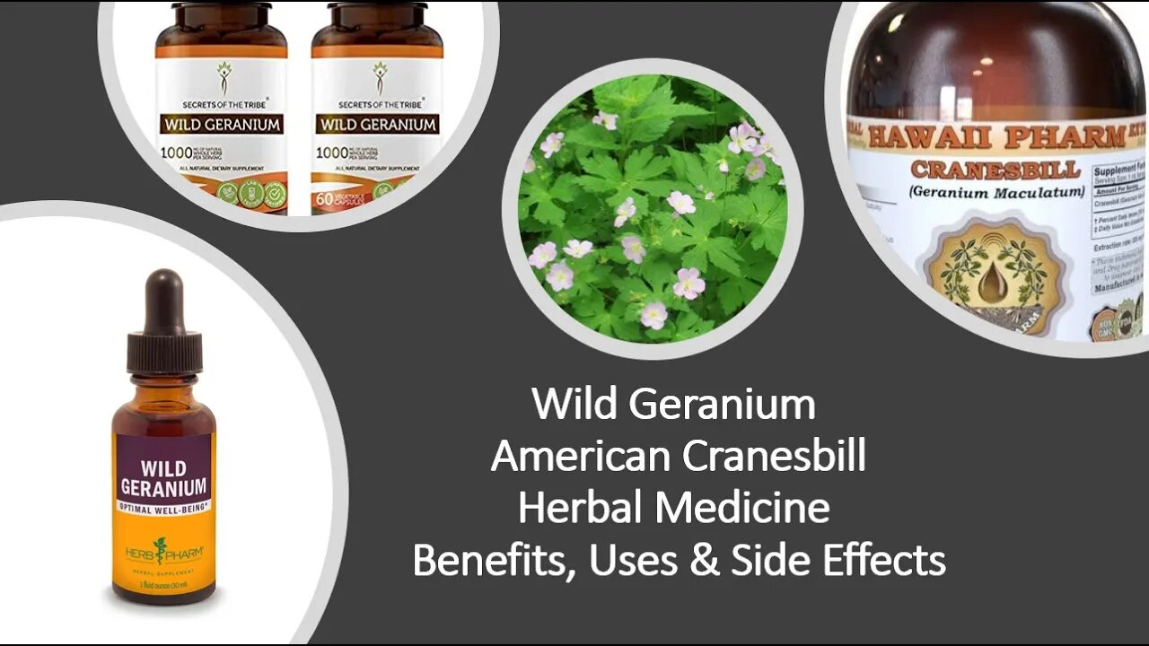 American Cranesbill Wild Geranium Herbal Medicine Benefits Uses