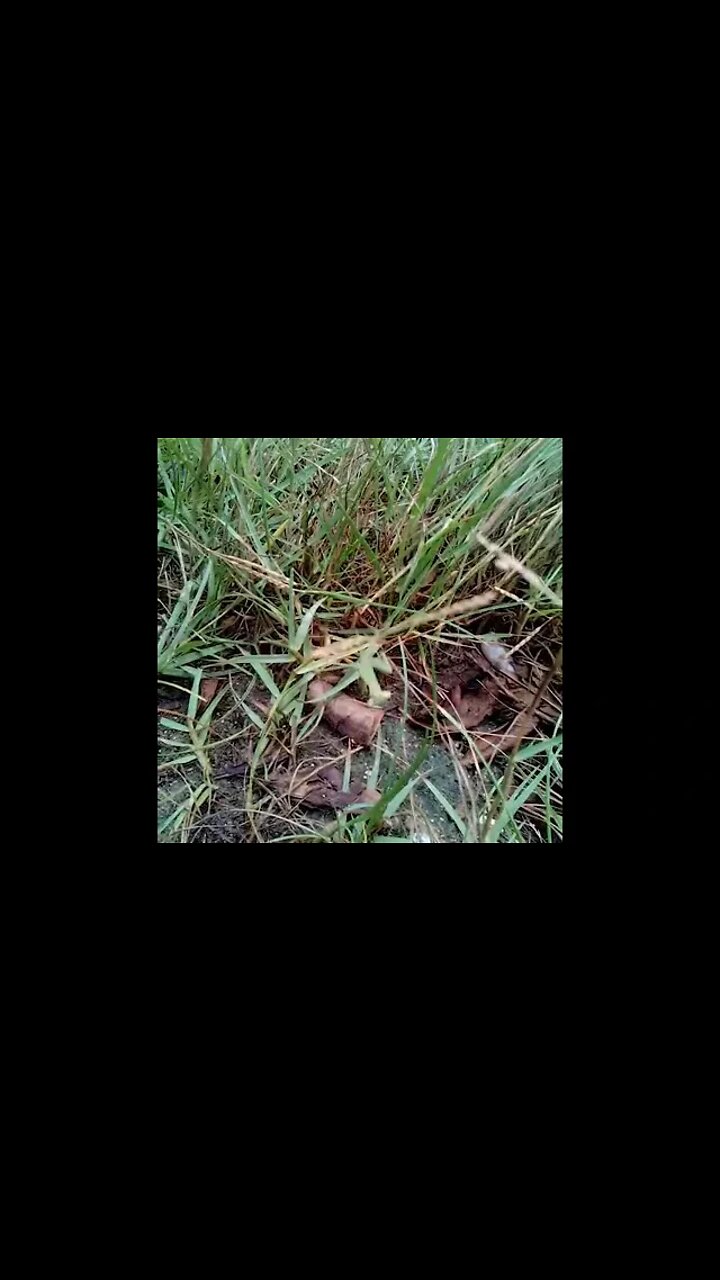 Watch This Fast Jumping Swift Moving Mantis