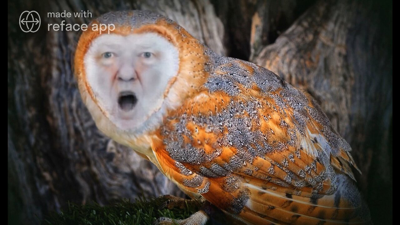 The Ultimate Donald Trump Owl Meme! 🦉