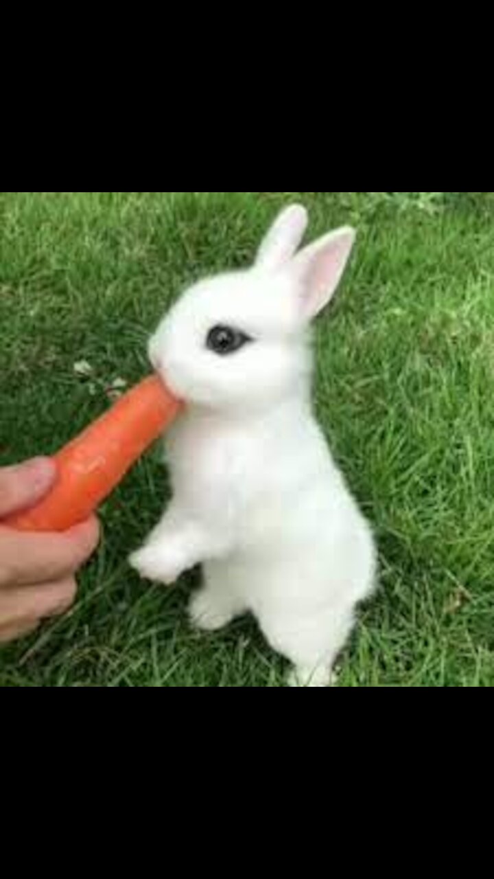 cutest rabbit