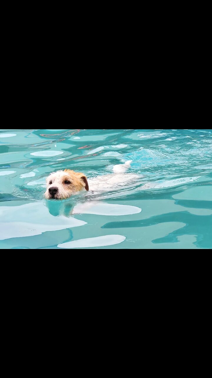 Ares is an amphibious Jack Russell Terrier