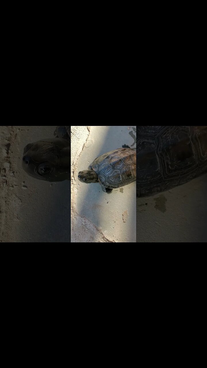 Super cute musk turtle crawling around #shorts #turtle