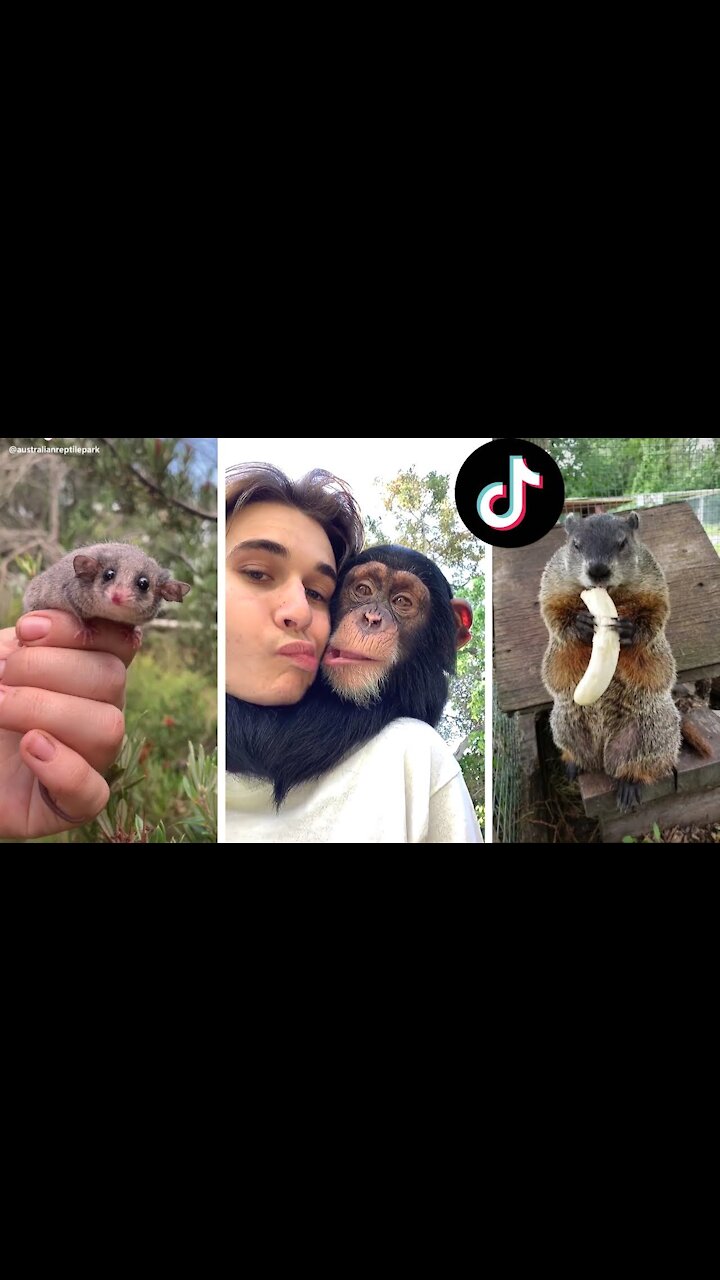Funny Animals of TikTok ~ Compilation of Cutest Animals on #tiktok
