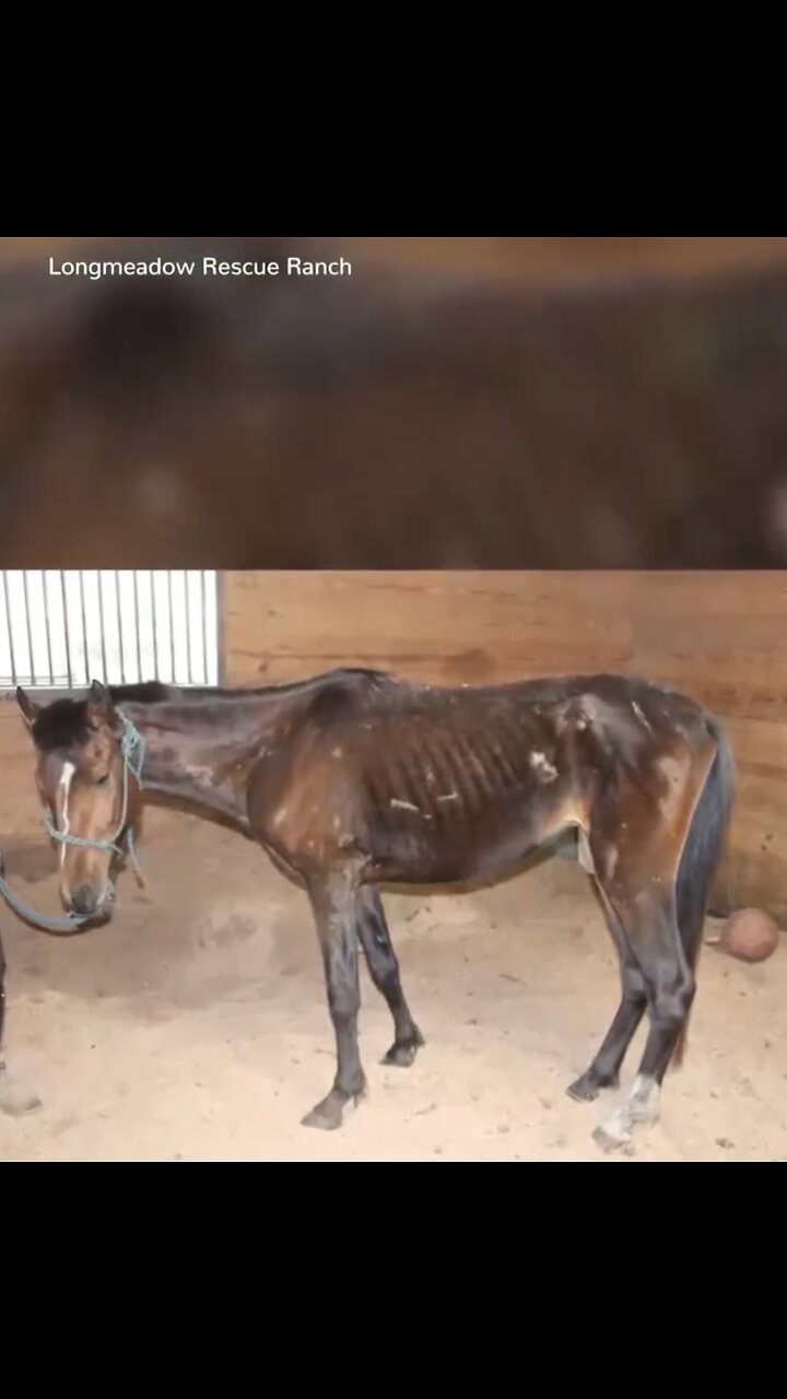 LONGMEADOW RESCUE RANCH🇺🇸🏠🐎🌳SAVED A HORSE’S LIFE🌲🐎🏠💫