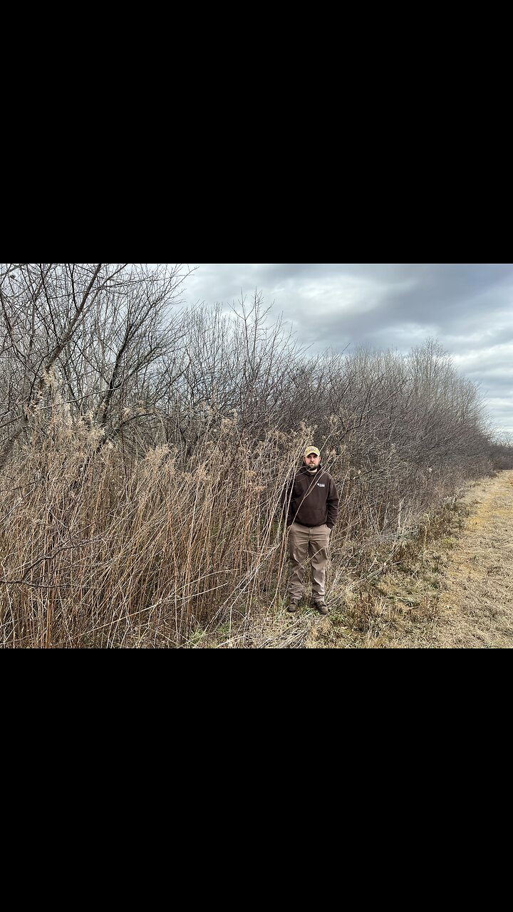 Using Native Plum Thickets As Screens