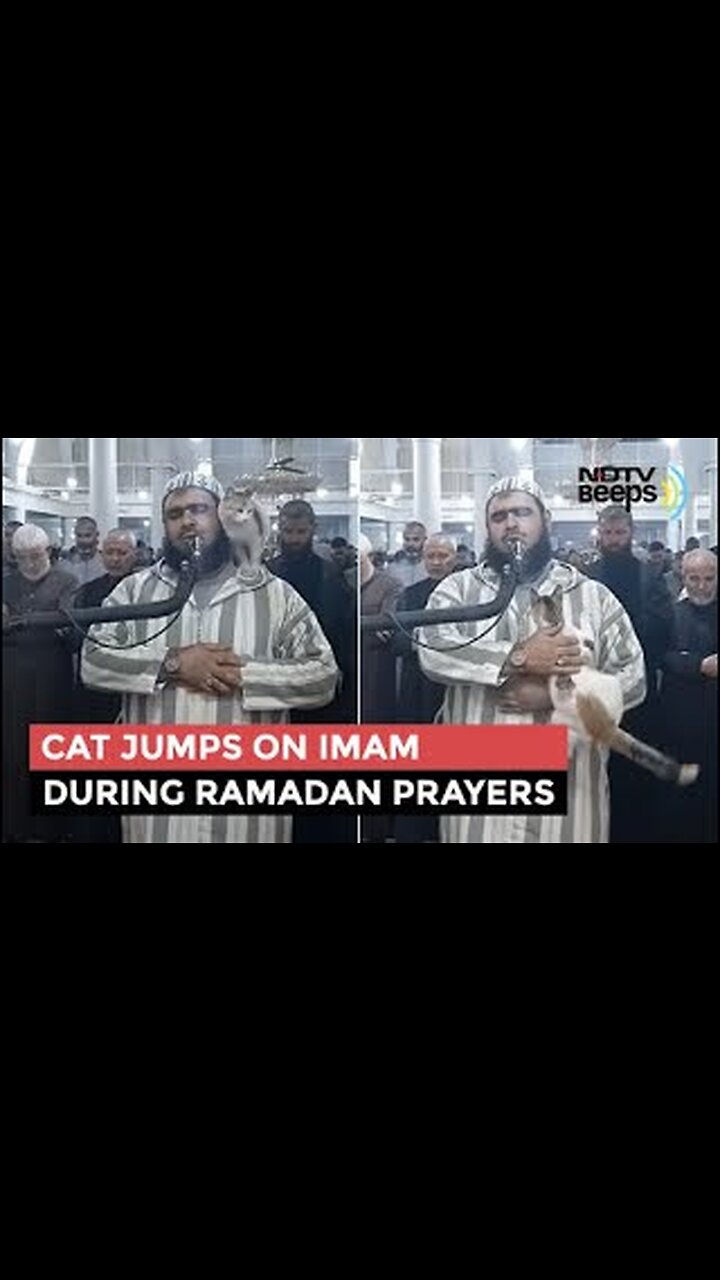 Viral: Cat Jumps On Imam During Ramadan Prayers