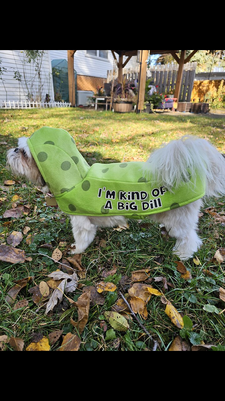 Rosie The Pickle Costume (Featuring Rosie The Shihtzu)