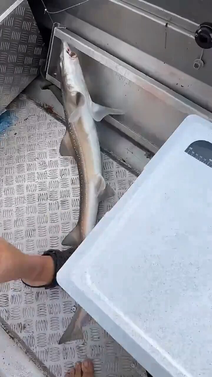 New Zealand rig fishing