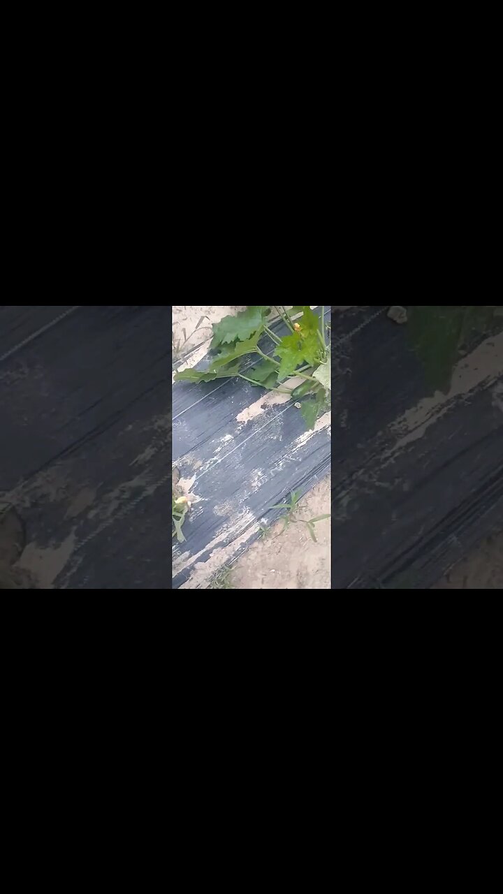 Squash Getting Ready #homestead #garden