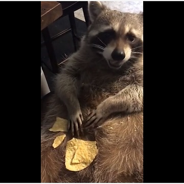 Lazy Raccoon Eats Chips Off His Belly