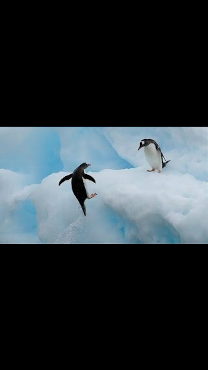 Top 10 Most Funny Penguin Videos EVER