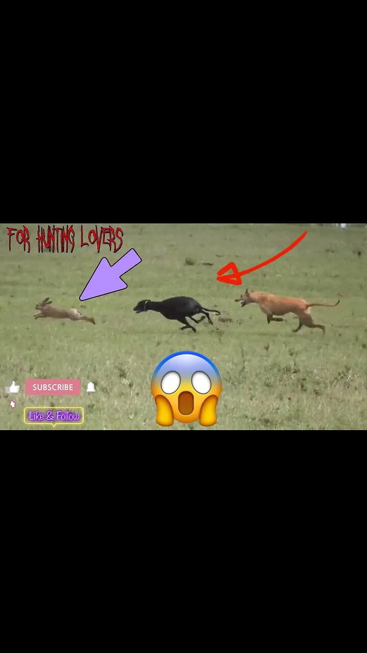 Fastest Greyhounds Vs high speed Hare | Los galgos más r...