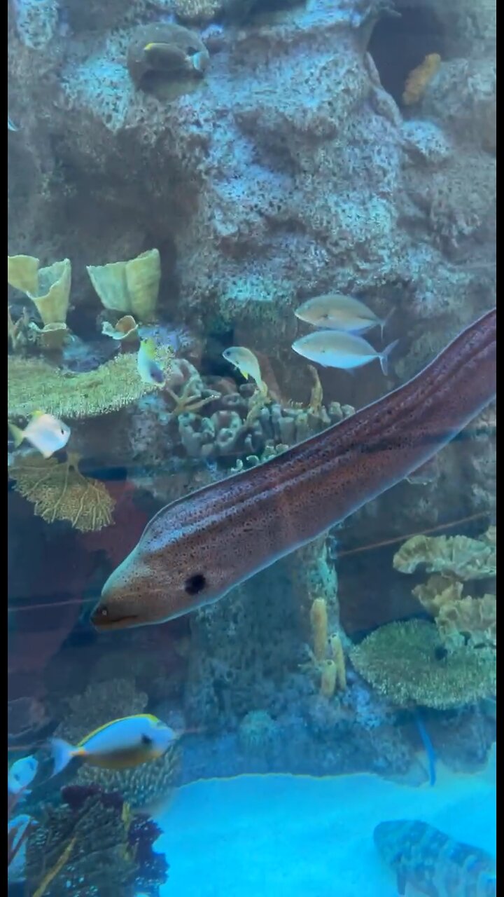 longest fish