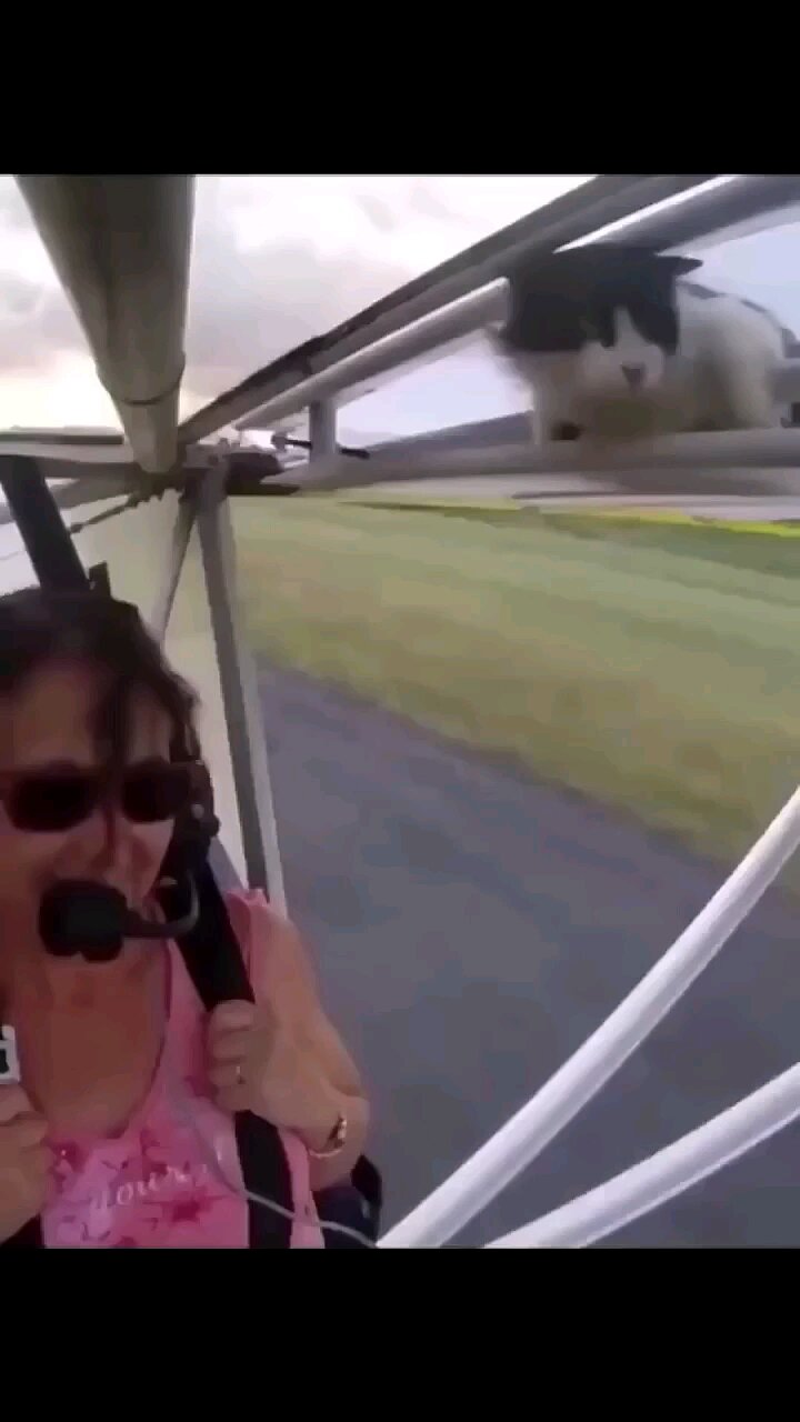 Hilarious Cat Crashes Glider Flight |😹