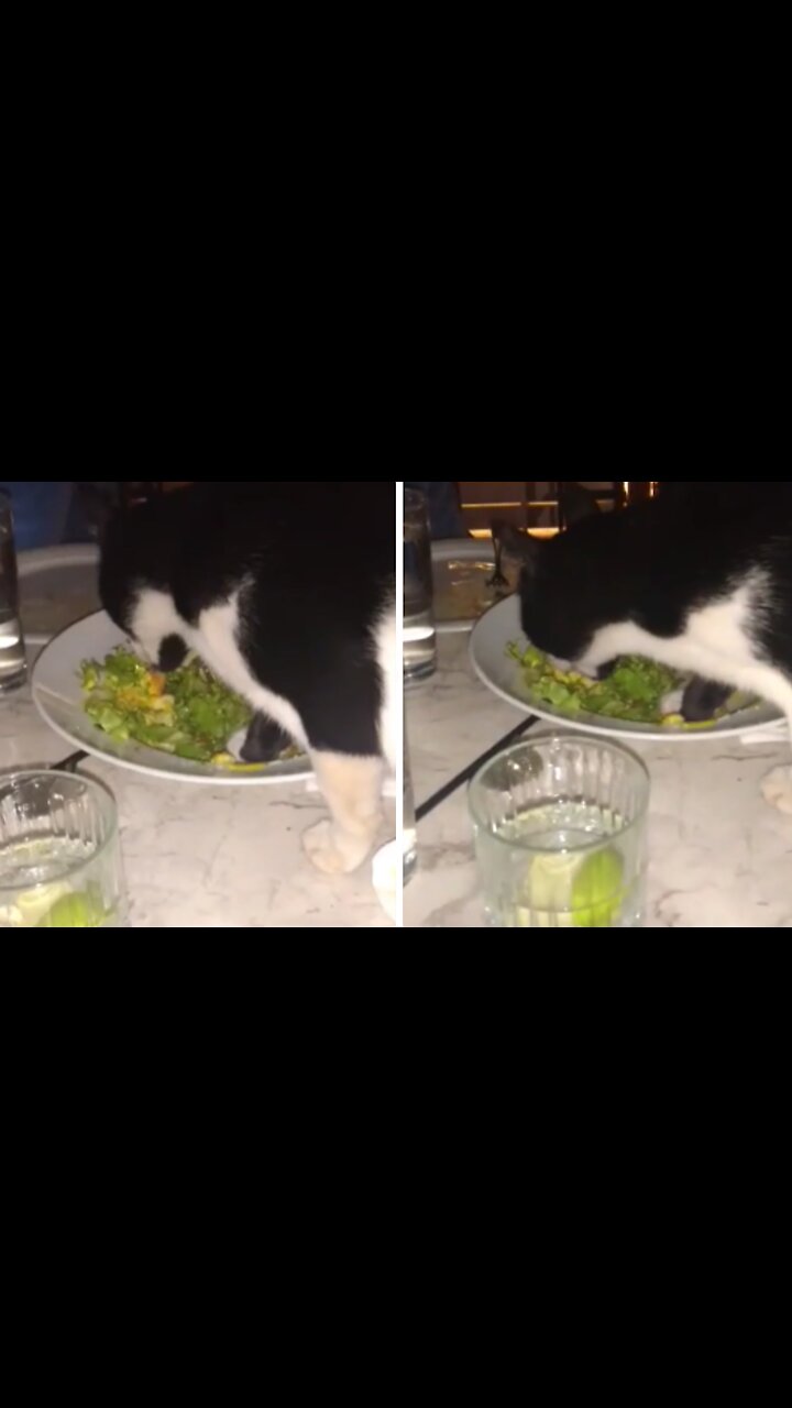 Fancy cat casually enjoys dinner at nice restaurant