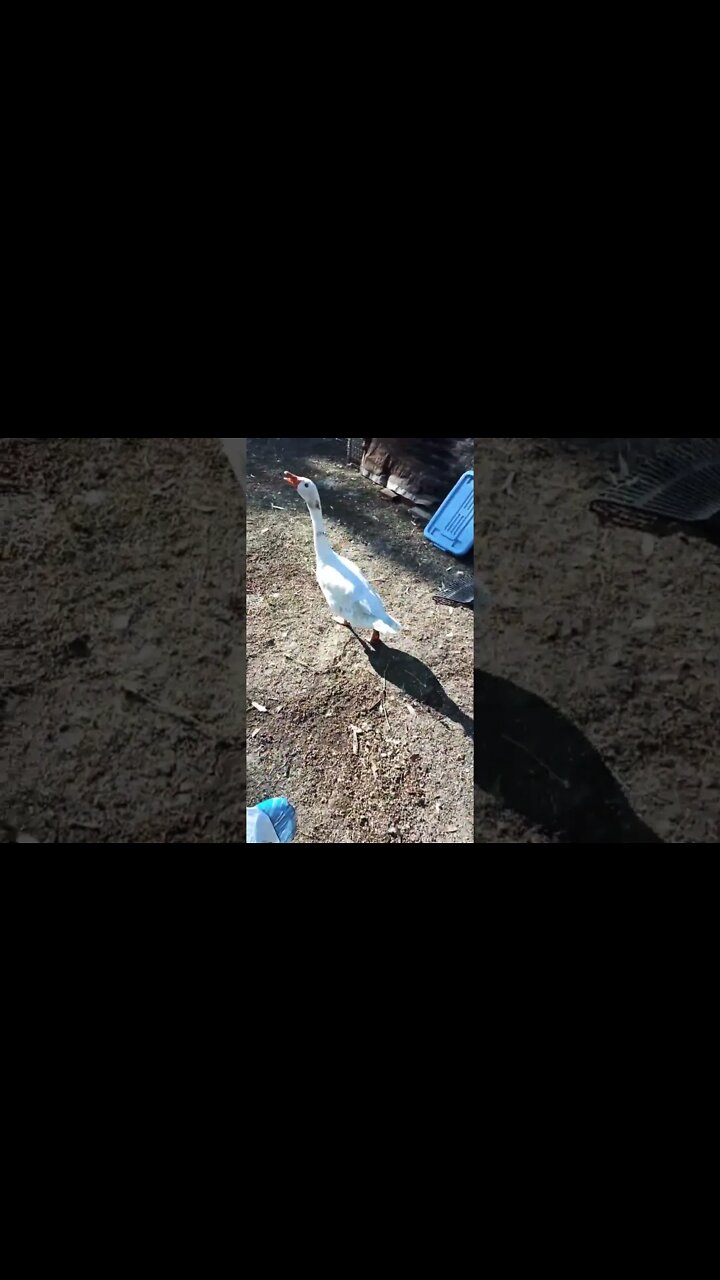 Good morning baby geese