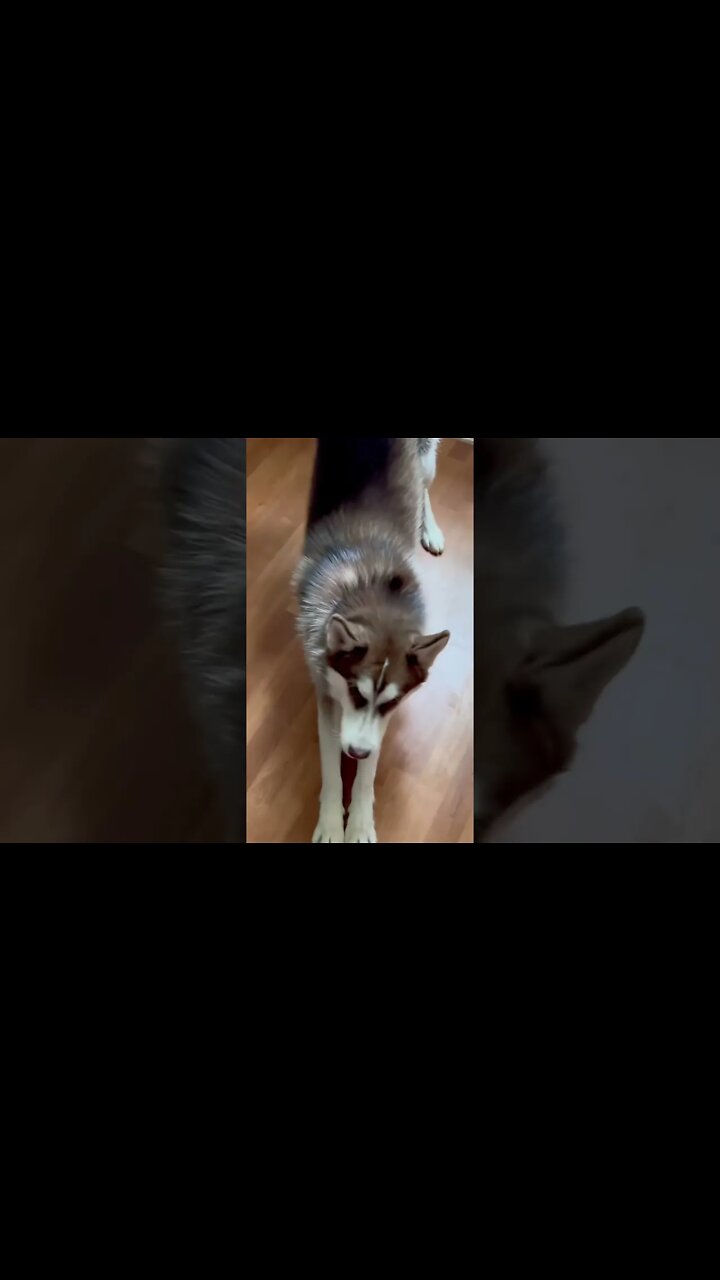 Husky noise remix MrBeast style #husky #puppy #dog #pets #funny #memes #mrbeast