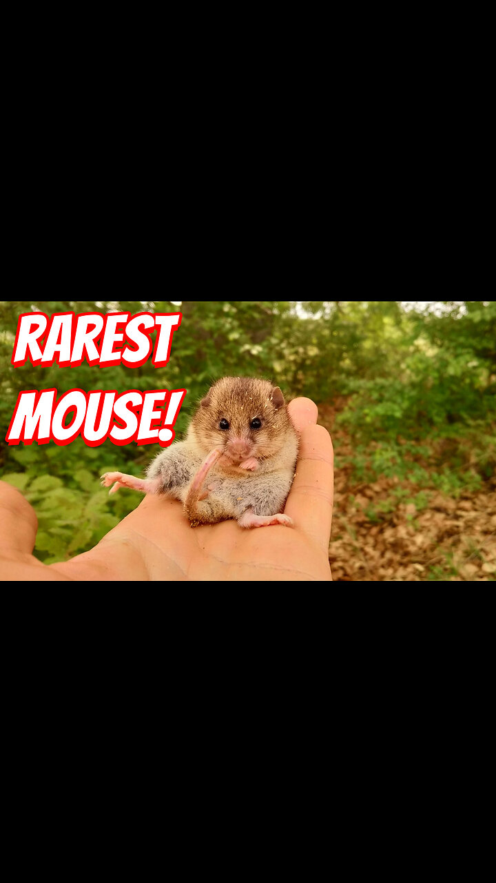 The Rare Mouse To See!